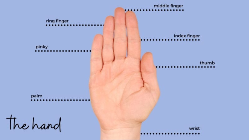 Body Parts and Health Vocabulary - PrepEng Online English School