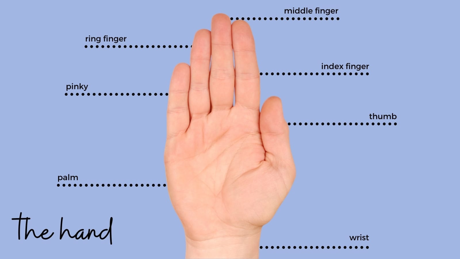 Body Parts and Health Vocabulary - PrepEng Online English School