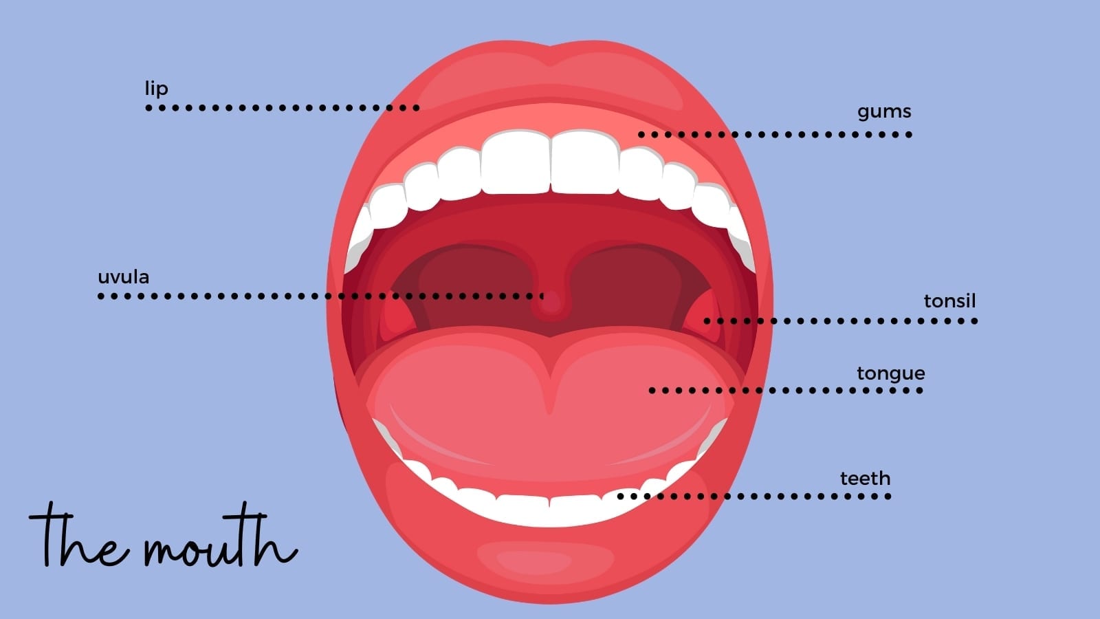 Body Parts and Health Vocabulary - PrepEng Online English School