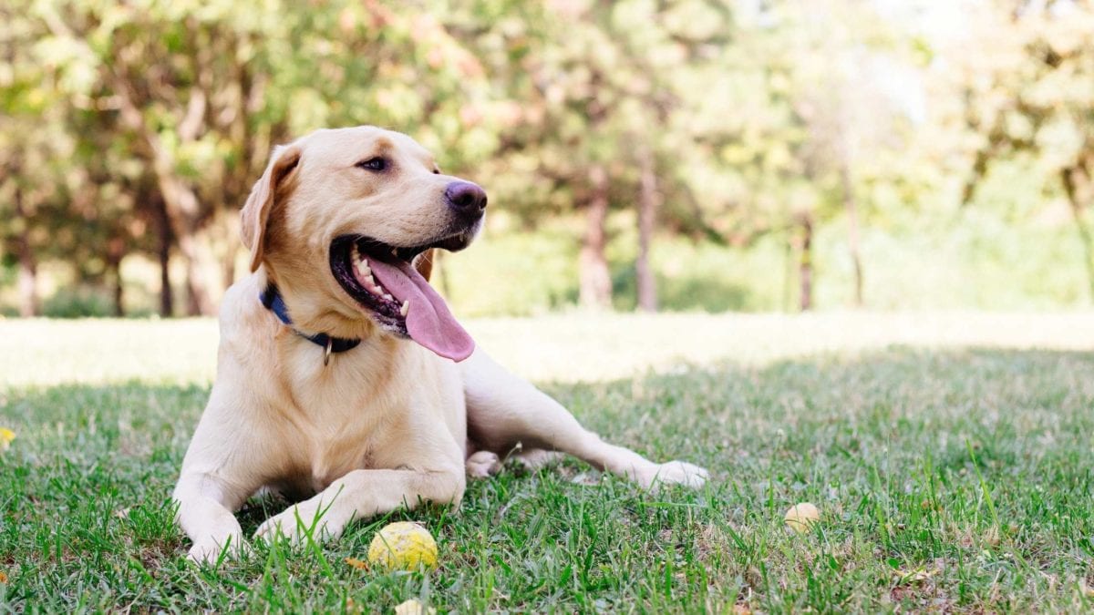 Pet Vocabulary in English - PrepEng Online English School