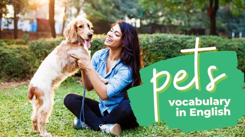 Pet Vocabulary in English - PrepEng Online English School