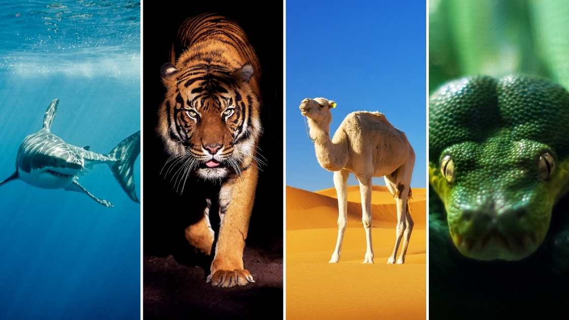 Reading lesson: Animal Winners - Lingo Best English Academy